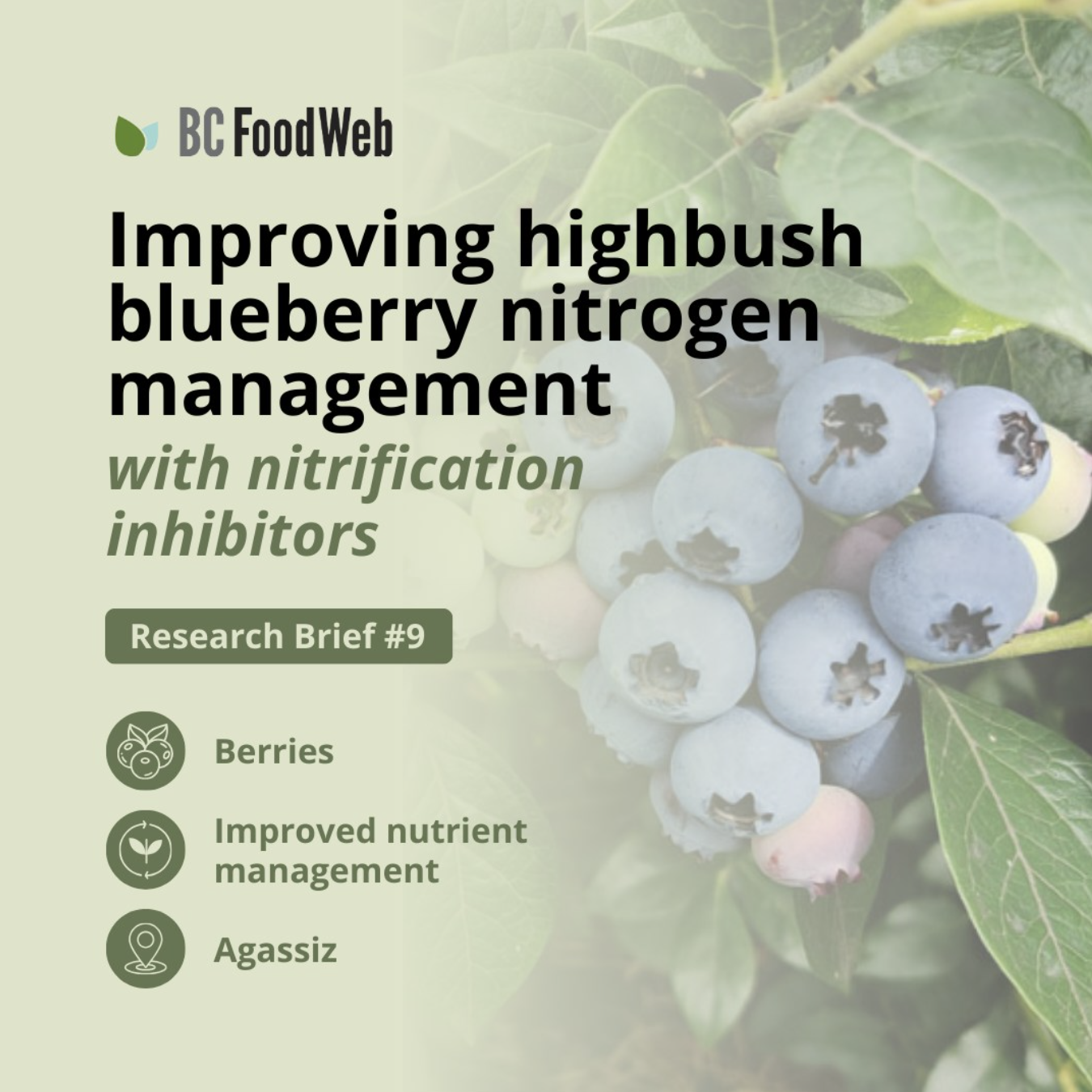 Research Brief: Improving highbush blueberry nitrogen management with nitrification inhibitors ...